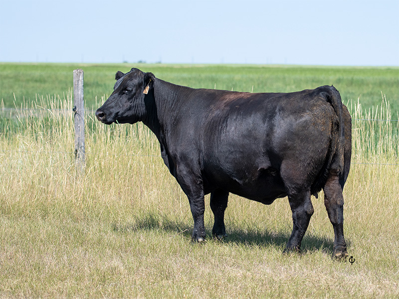 Graco Angus Ranch